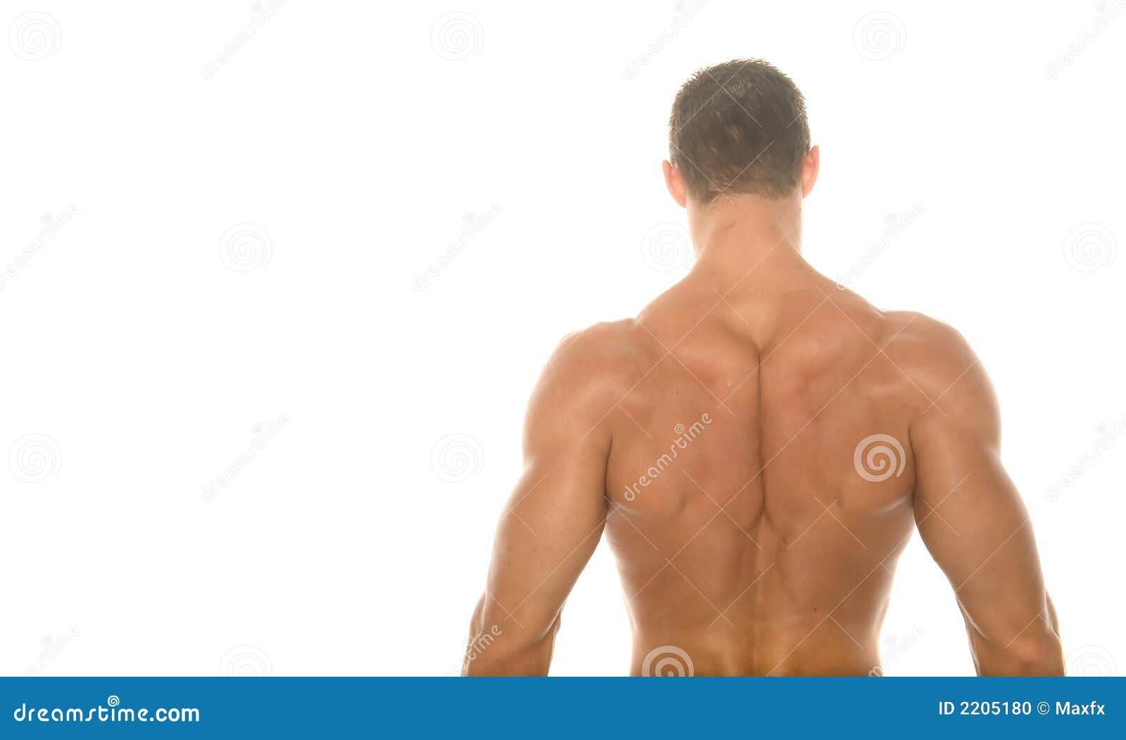 Body builder back stock photo. Image of model, muscular - 2205180