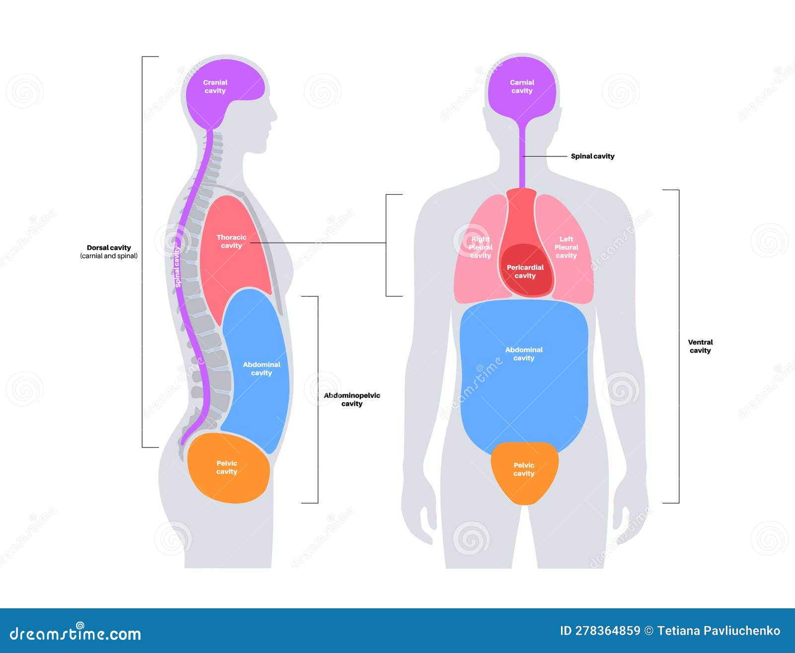 Body cavities poster stock vector. Illustration of compartment - 278364859 Body cavities poster stock vector. Illustration of compartment - 278364859