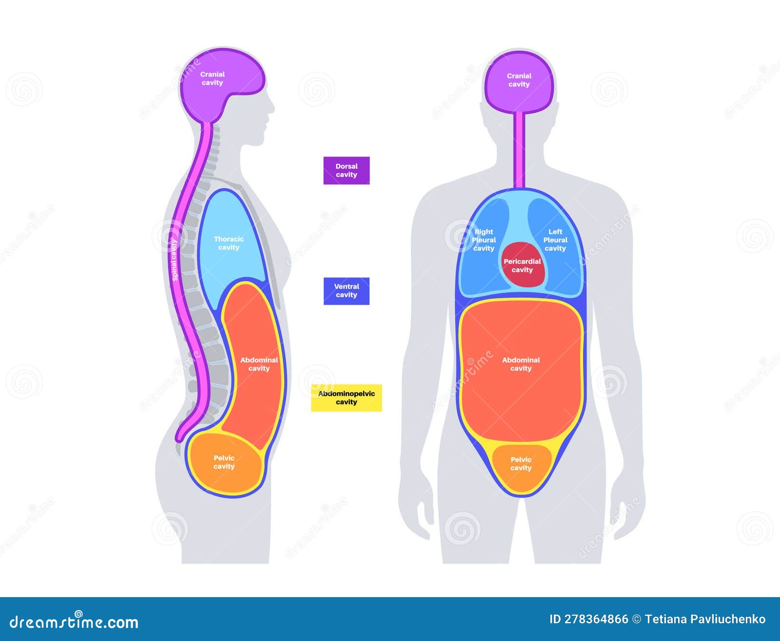 Body Cavities Poster Cartoon Vector | CartoonDealer.com #277330445 Body Cavities Poster Cartoon Vector | CartoonDealer.com #277330445