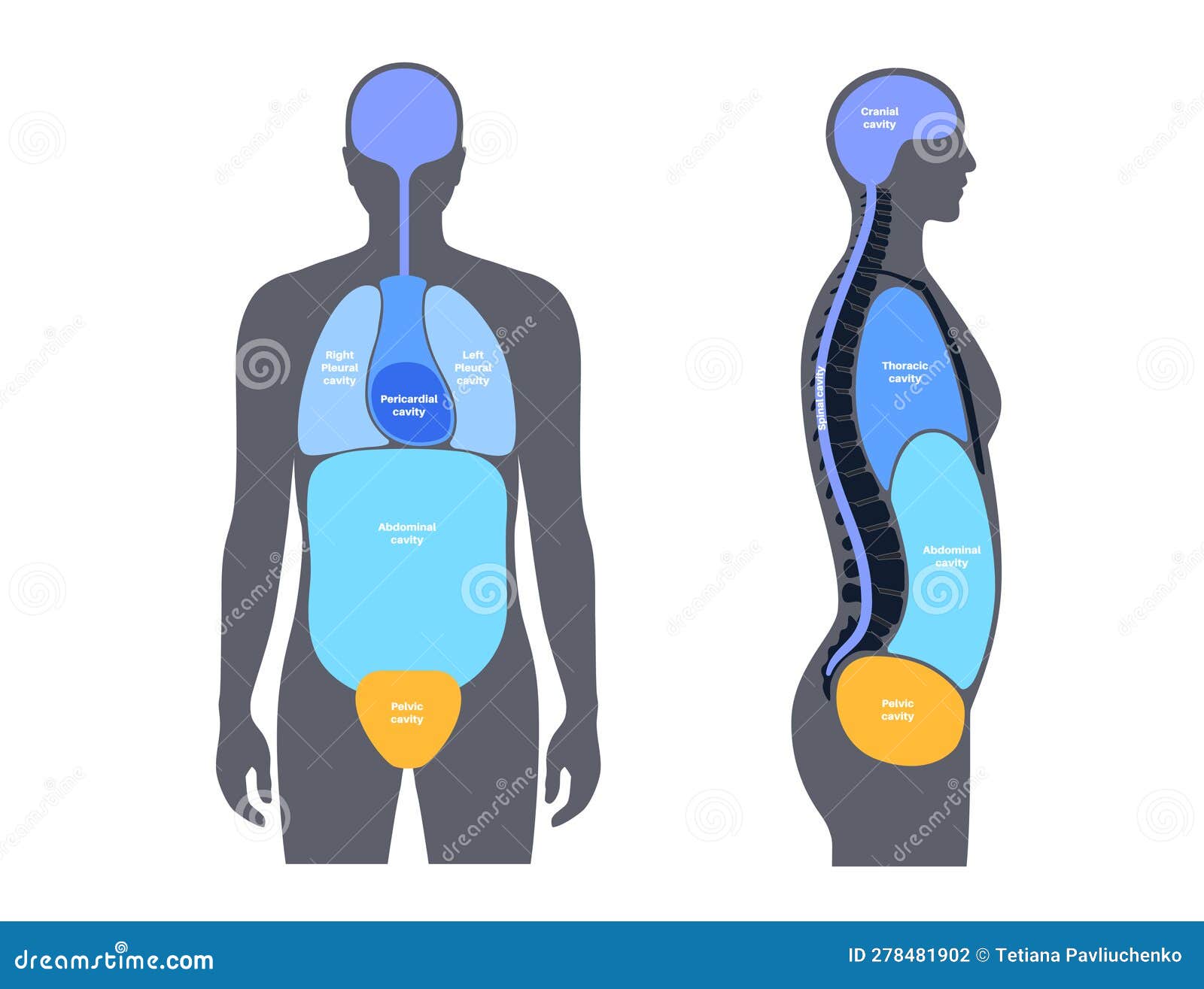Illustration Of Anterior Body Cavities Stock Image F0 - vrogue.co Illustration Of Anterior Body Cavities Stock Image F0 - vrogue.co