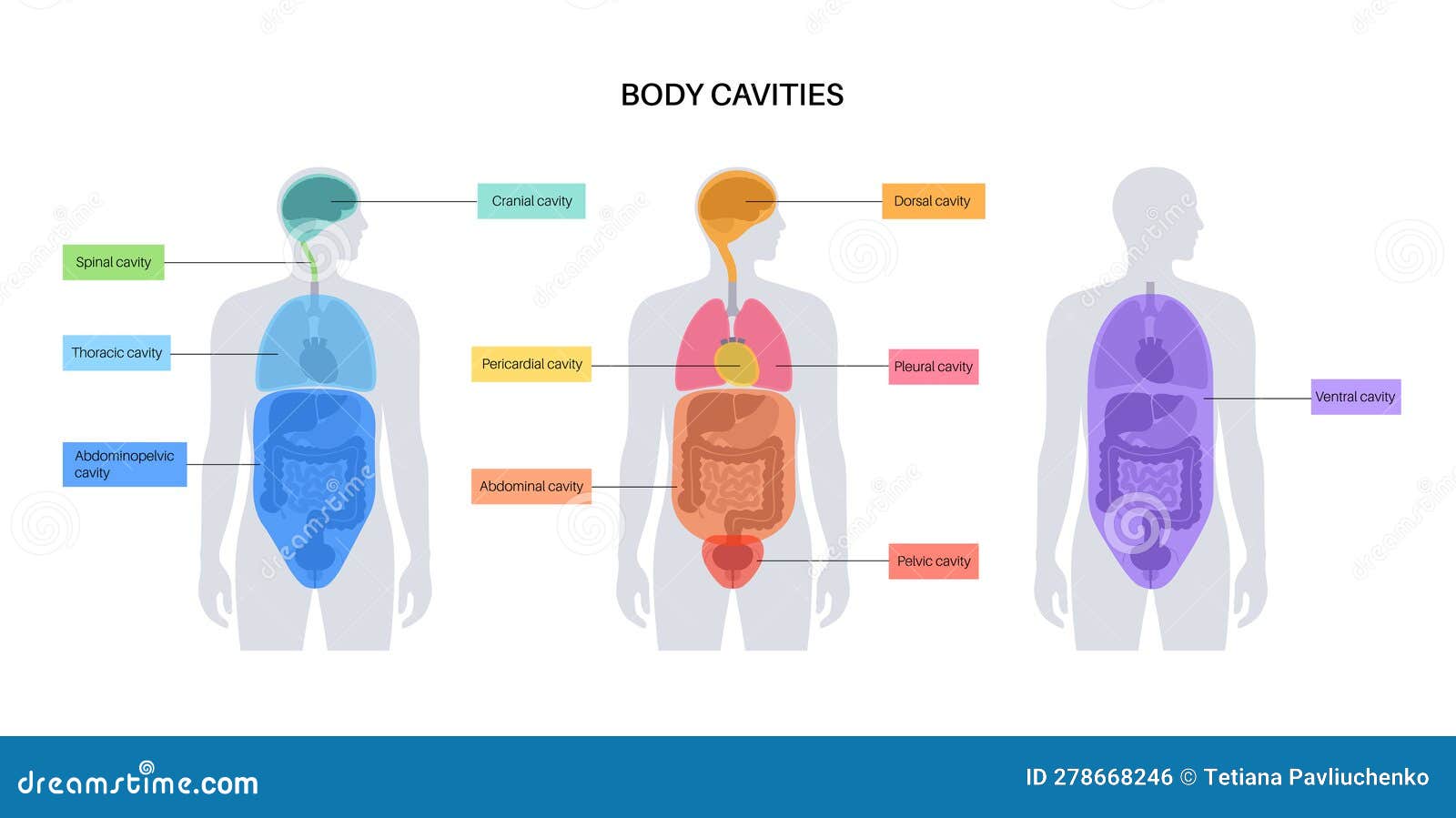 Body Cavities Poster Cartoon Vector | CartoonDealer.com #277330445 Body Cavities Poster Cartoon Vector | CartoonDealer.com #277330445