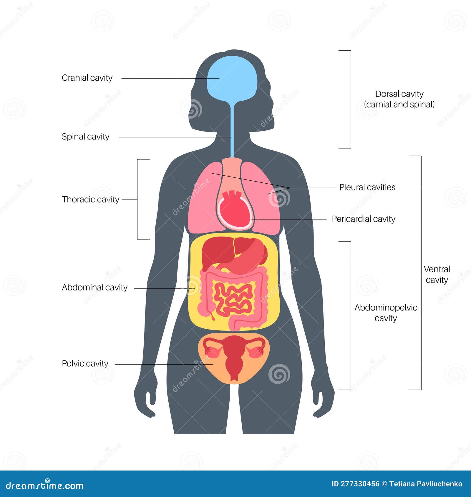 Body Cavities And Organs Body Cavities And Organs