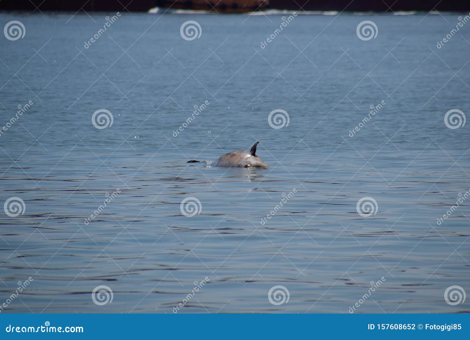 The Body of a Dead Dolphin Swims in the Sea. Dead Dolphin in the Cimes ...