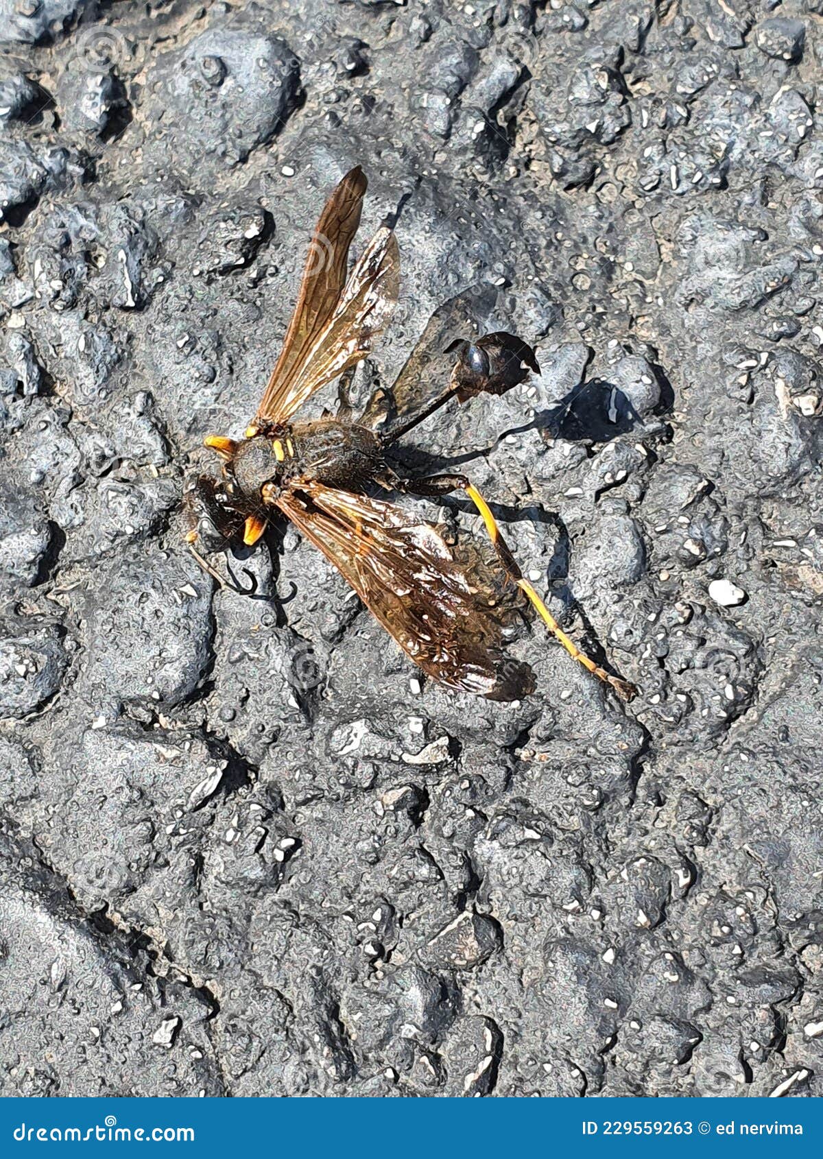 Body of a Dead Rotting Bee Wings Stock Image - Image of dead, body ...