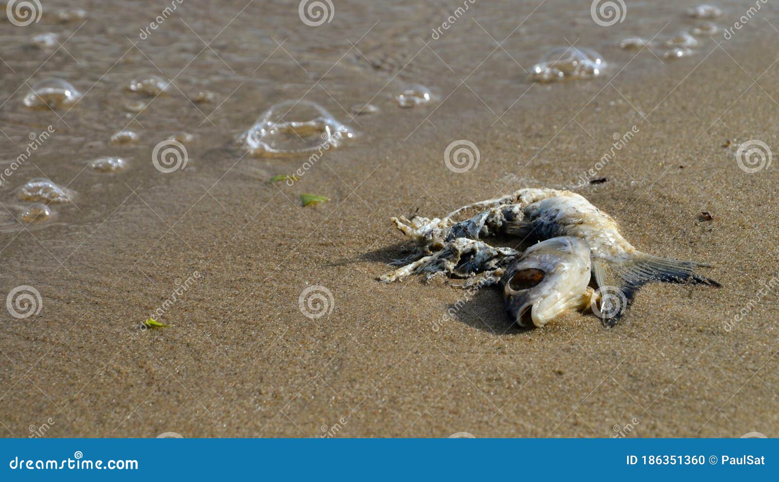 Body of Death Fish on the Beach Stock Photo - Image of global, brine ...