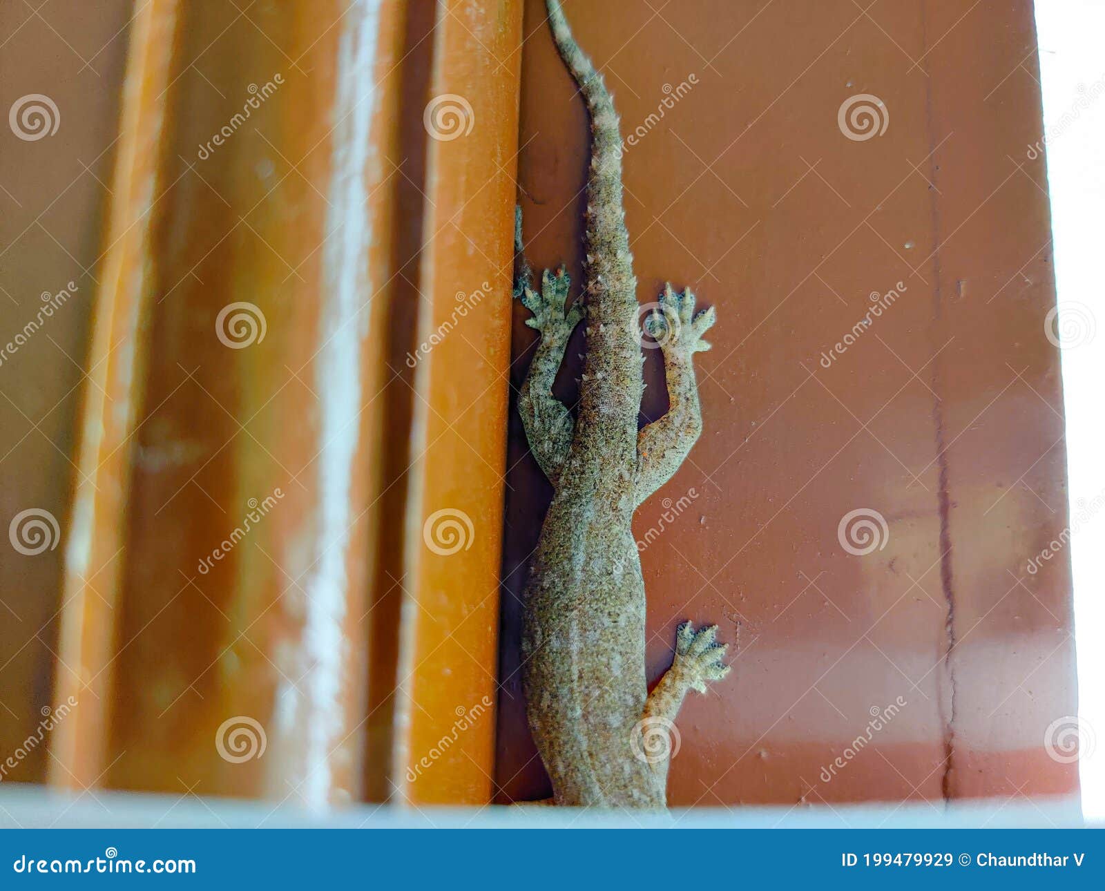 Body of House Lizard Isolated on Window. Stock Image - Image of exotic ...