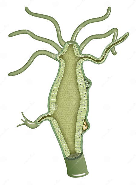 Anatomy Structure Scheme of Hydra Stock Illustration - Illustration of ...