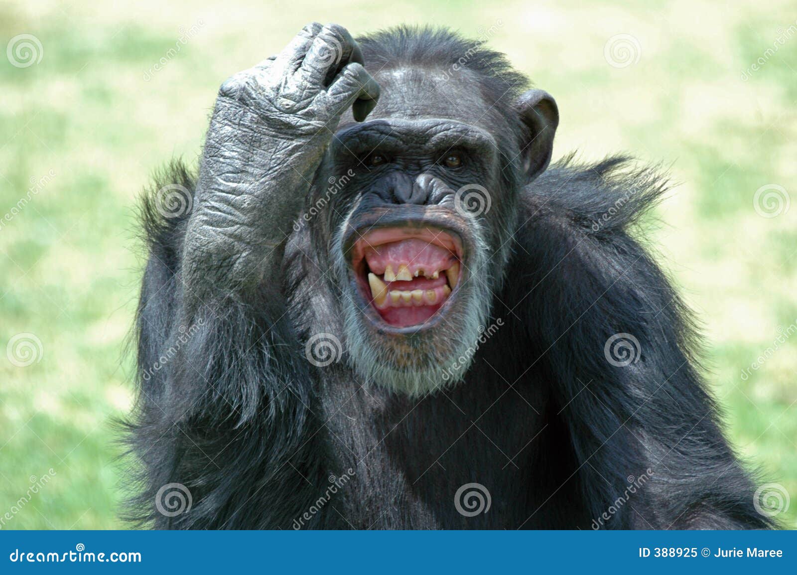 Body Language stock image. Image of omnivore, smile, mammal - 388925