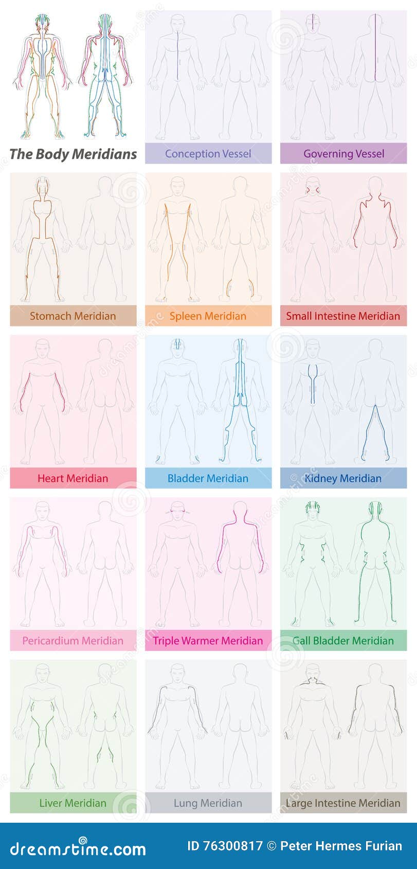 Body Meridians Schematic Diagram Flow Direction Vector Illustration ...