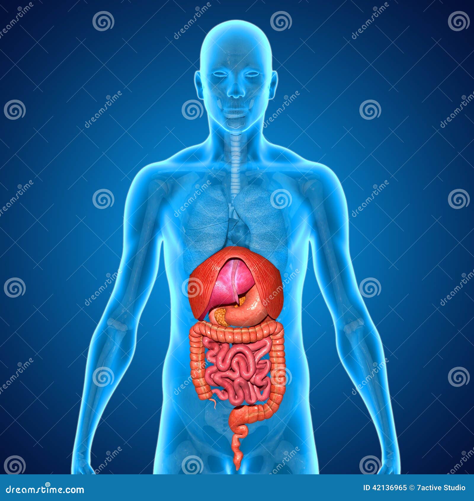 Body with organs stock illustration. Illustration of bile - 42136965