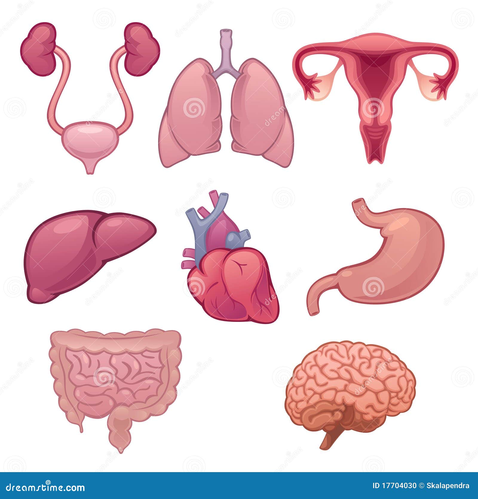 Body Part X Ray Internal Vision Icon Vector From Body Parts Collection ... Body Part X Ray Internal Vision Icon Vector From Body Parts Collection ...