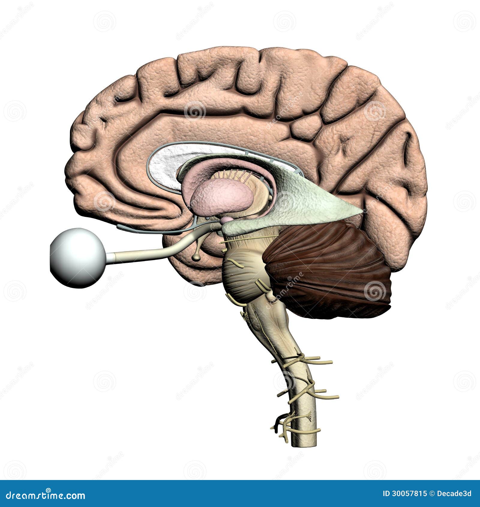 Human brain see-through stock illustration. Illustration of science ...