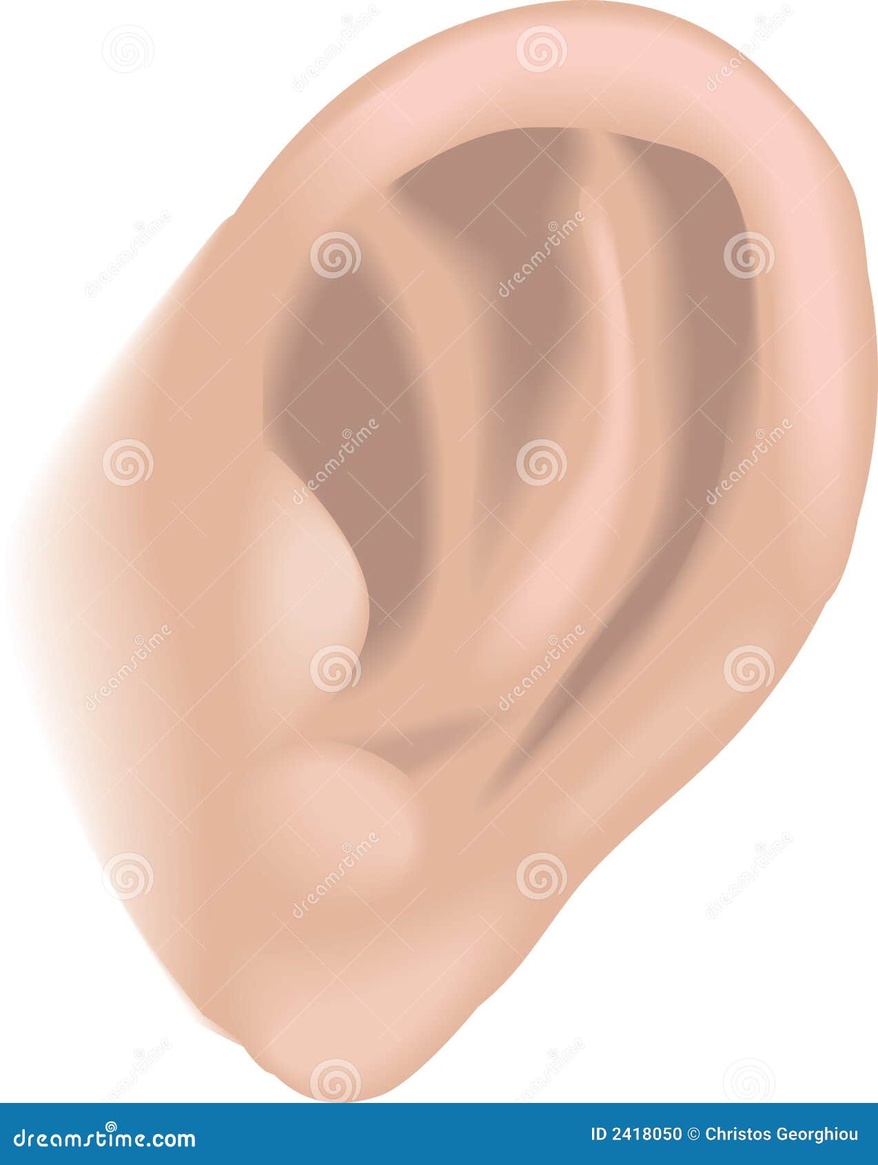Body parts ear stock vector. Illustration of people, person - 2418050