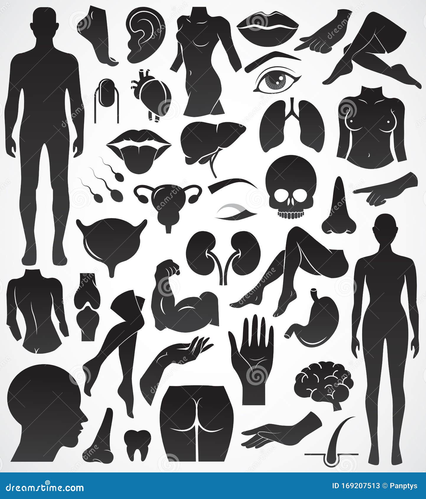 Body Parts Vector Icon Set. Stock Vector - Illustration of biology ...