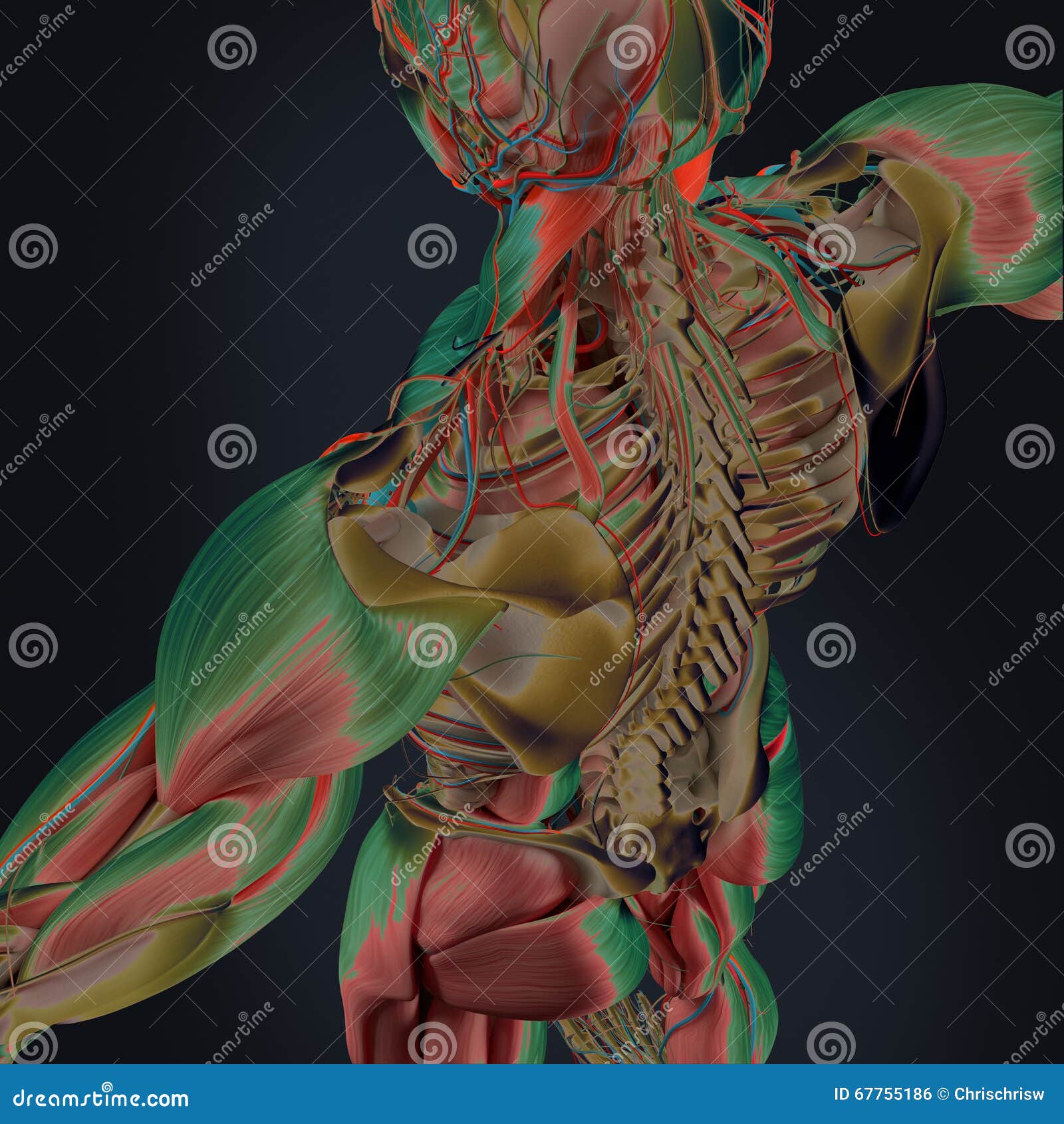 Body scan stock photo. Image of male, human, technology - 67755186