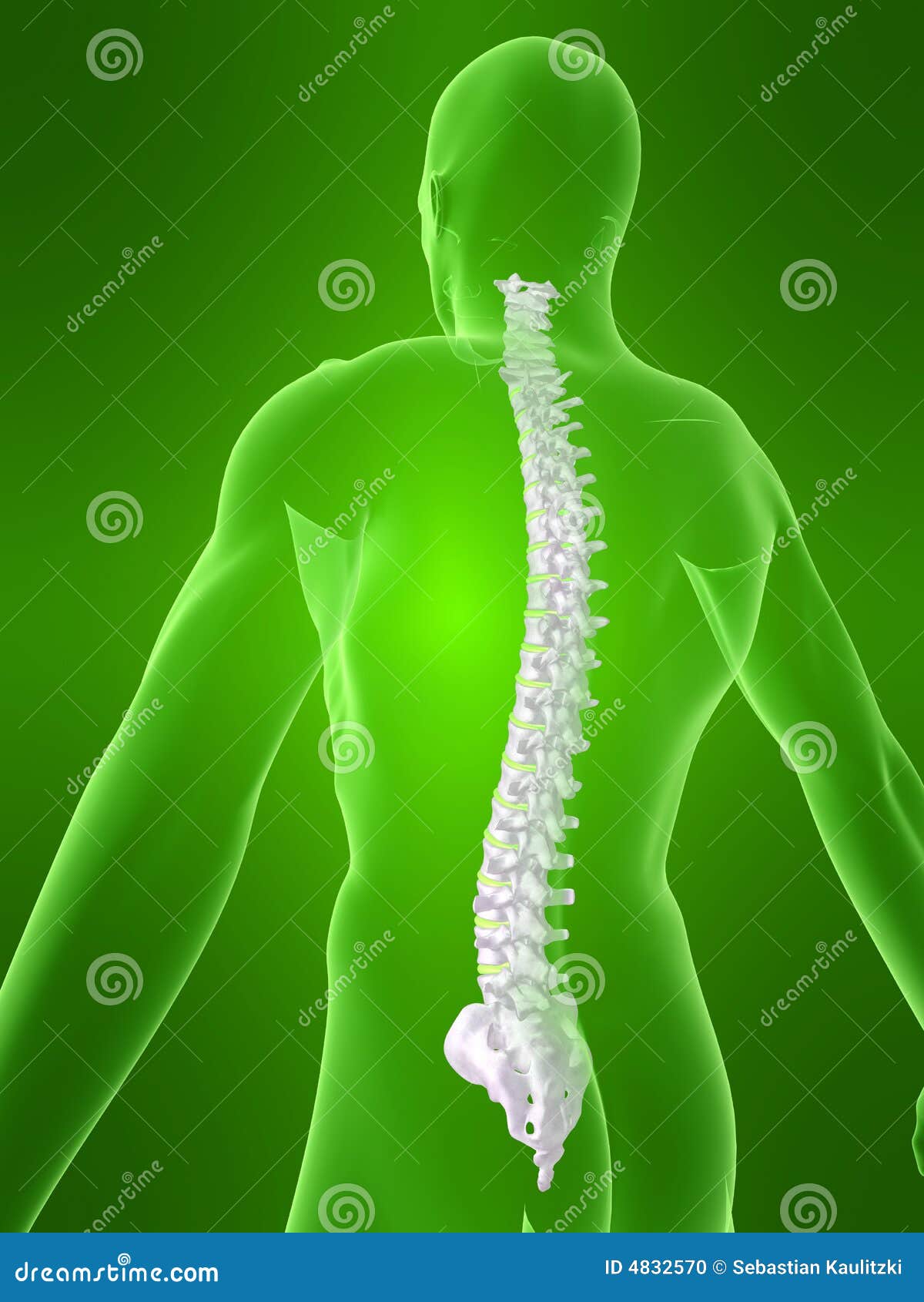 Body shape with spine stock illustration. Illustration of skeletal ...