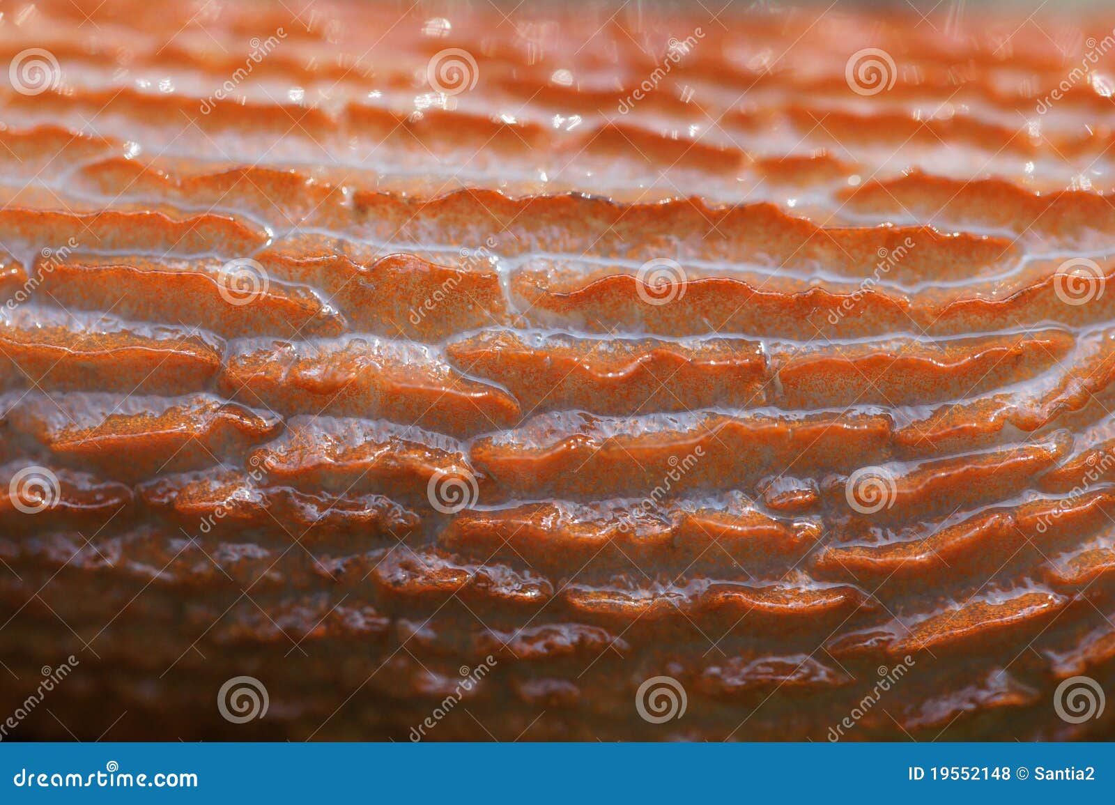 Body of slug stock photo. Image of pest, slow, insect - 19552148