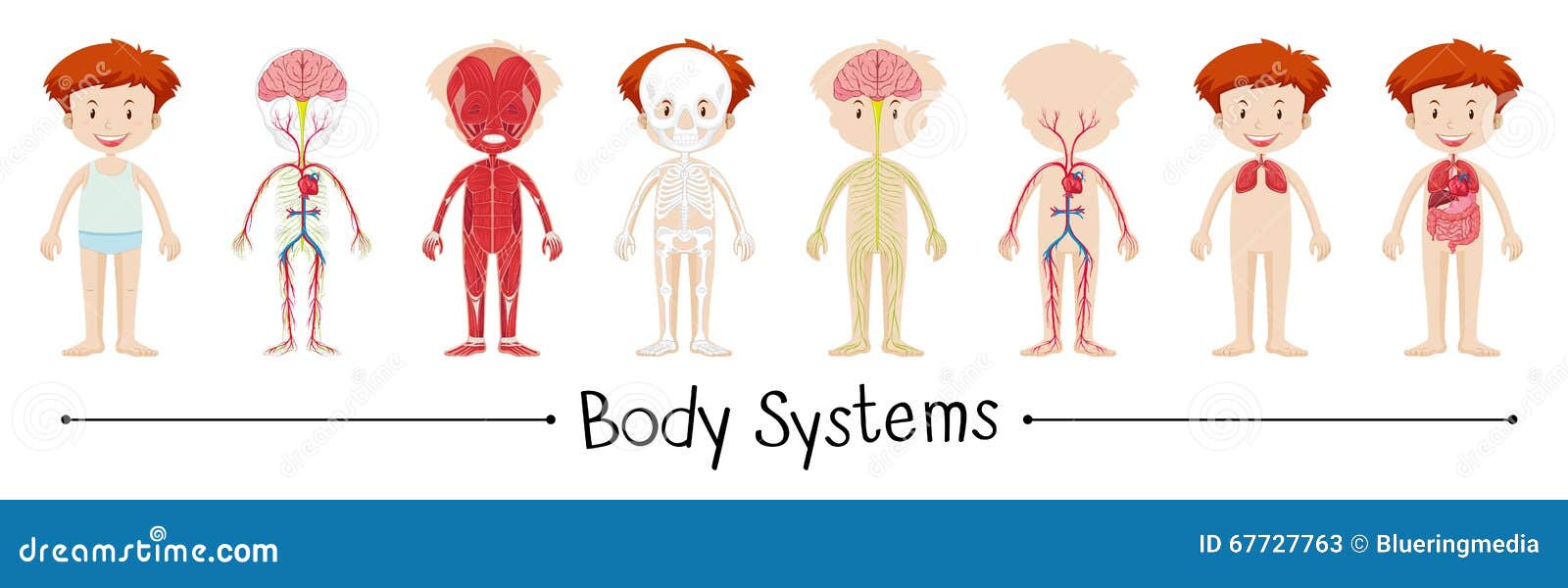 Body system of boy stock vector. Illustration of object - 67727763