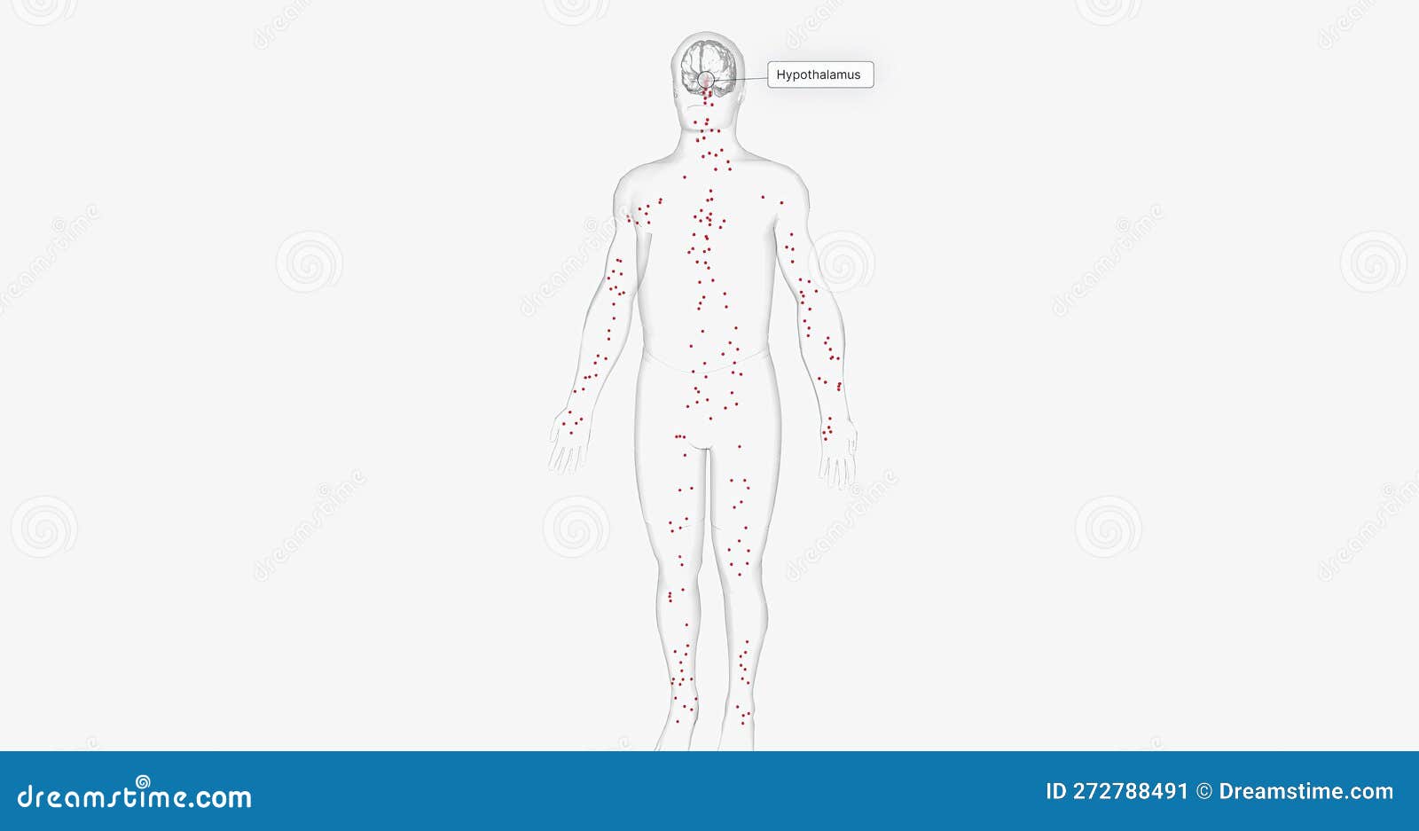 Body Temperature is Regulated by a Structure in the Brain Called the ...