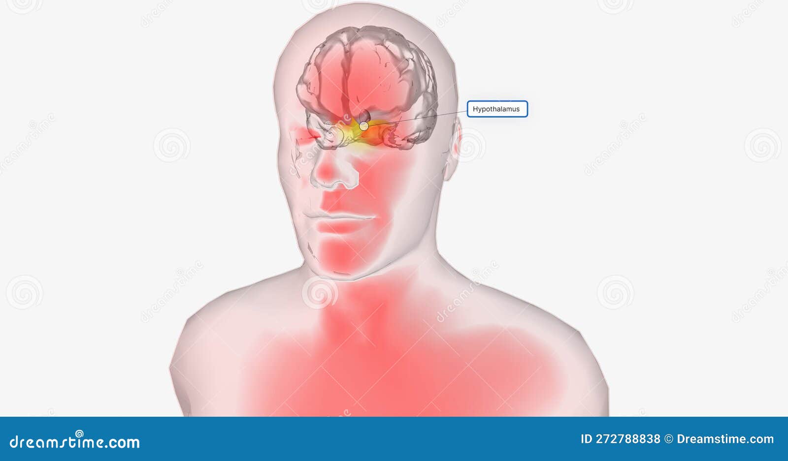 Body Temperature is Regulated by a Structure in the Brain Called the ...