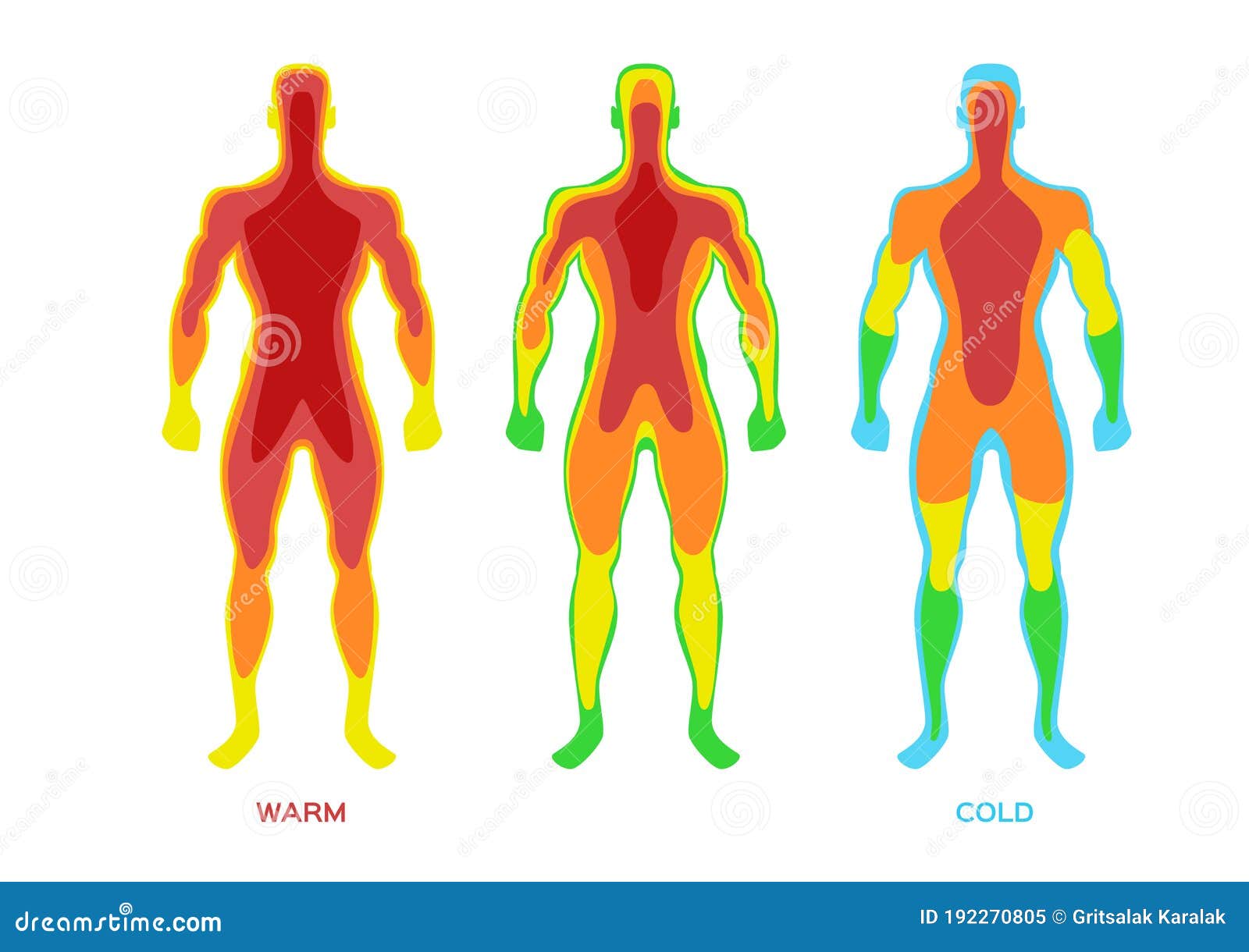 Body Temperature Vector / Warm Cold Stock Vector - Illustration of ...