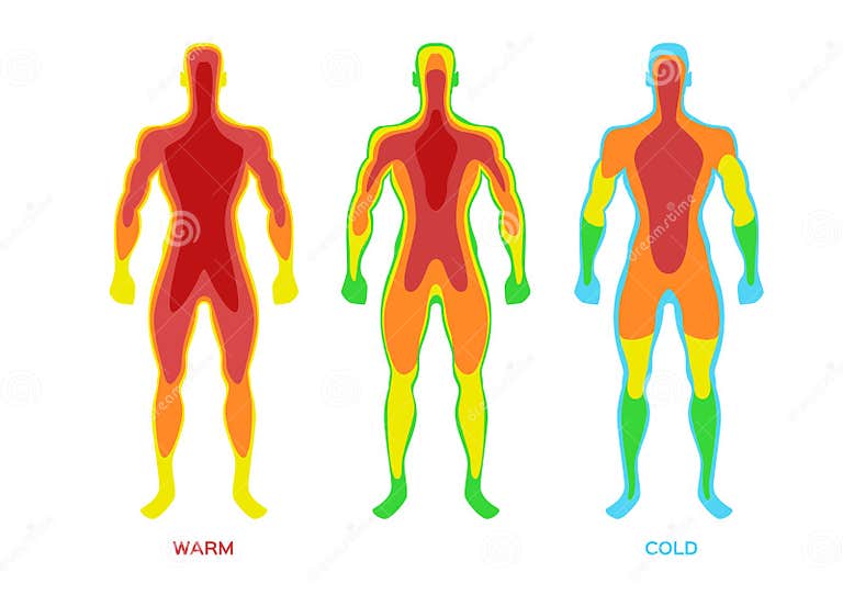 Body Temperature Vector / Warm Cold Stock Vector - Illustration of ...