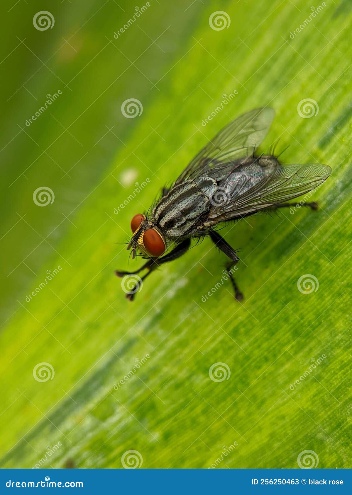 Body Texture of a Fly Perched on a Green Leaf of a Corn Plantation ...