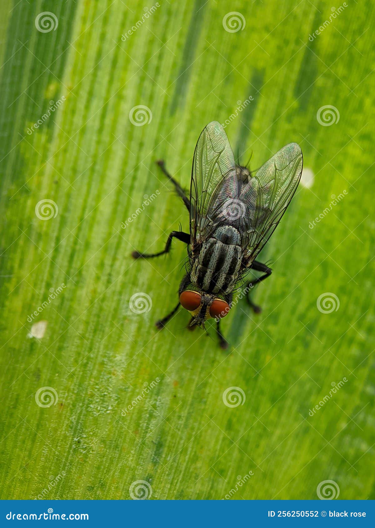 Body Texture of a Fly Perched on a Green Leaf of a Corn Plantation ...