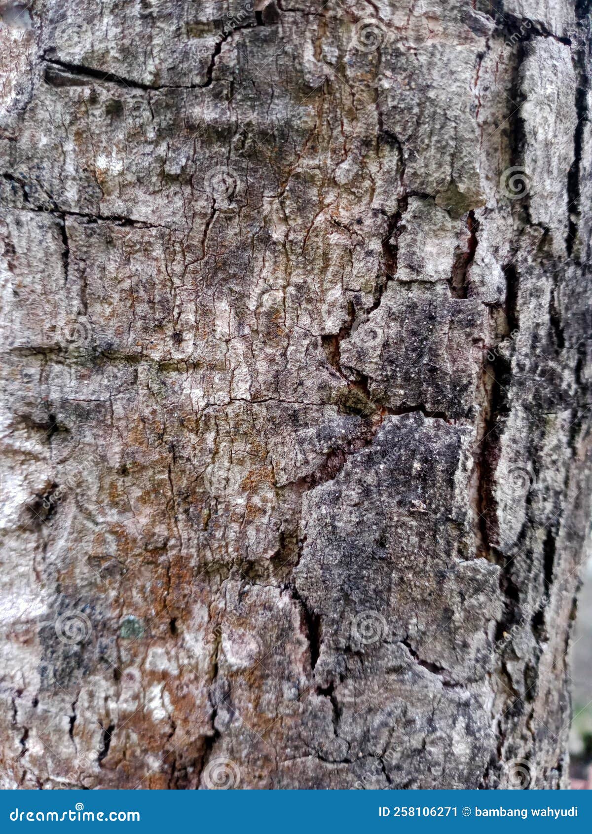 The Body from Tree is Mysterious Motif Stock Image - Image of plant ...