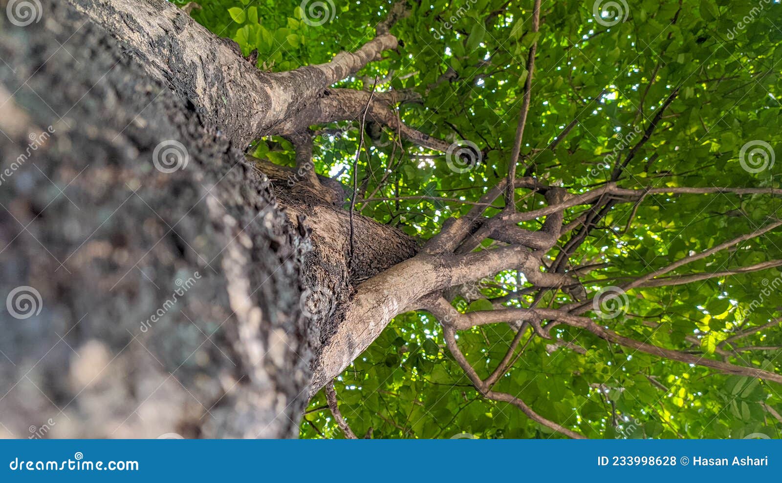 The Body of the Tree is Seen from Below with a Background of Green ...