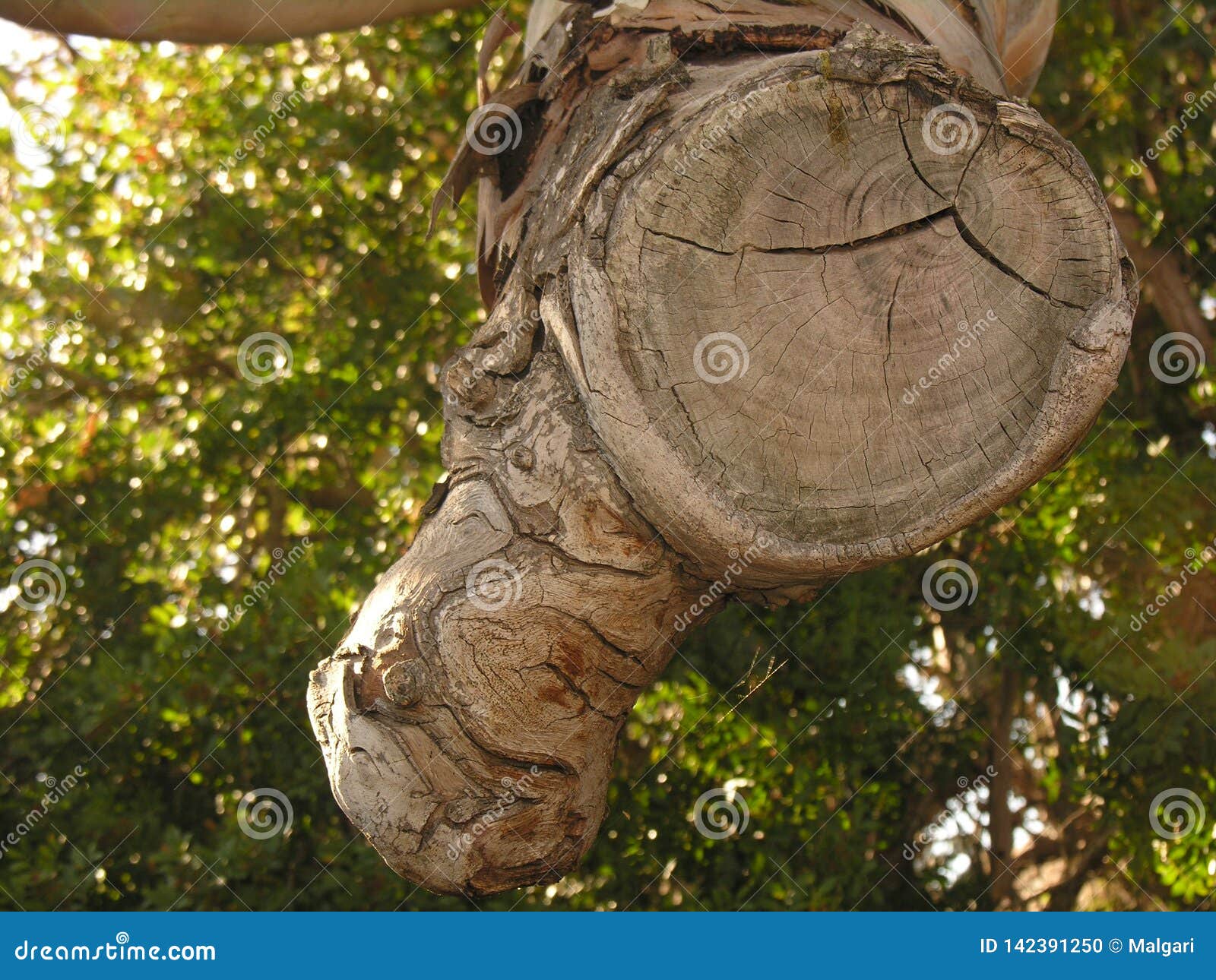 Body of a tree trunk a stock photo. Image of raise, tree - 142391250