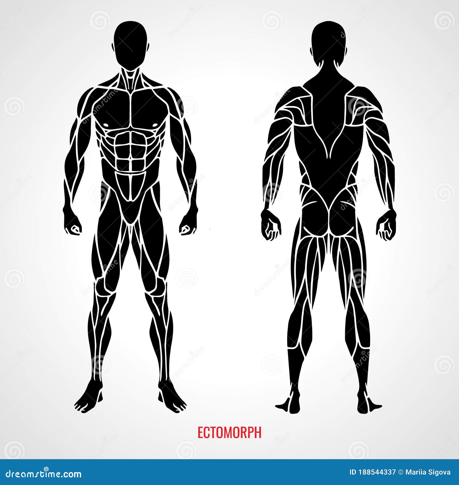 Body Type Ectomorph. Front and Back View. Vector Illustration Stock ...