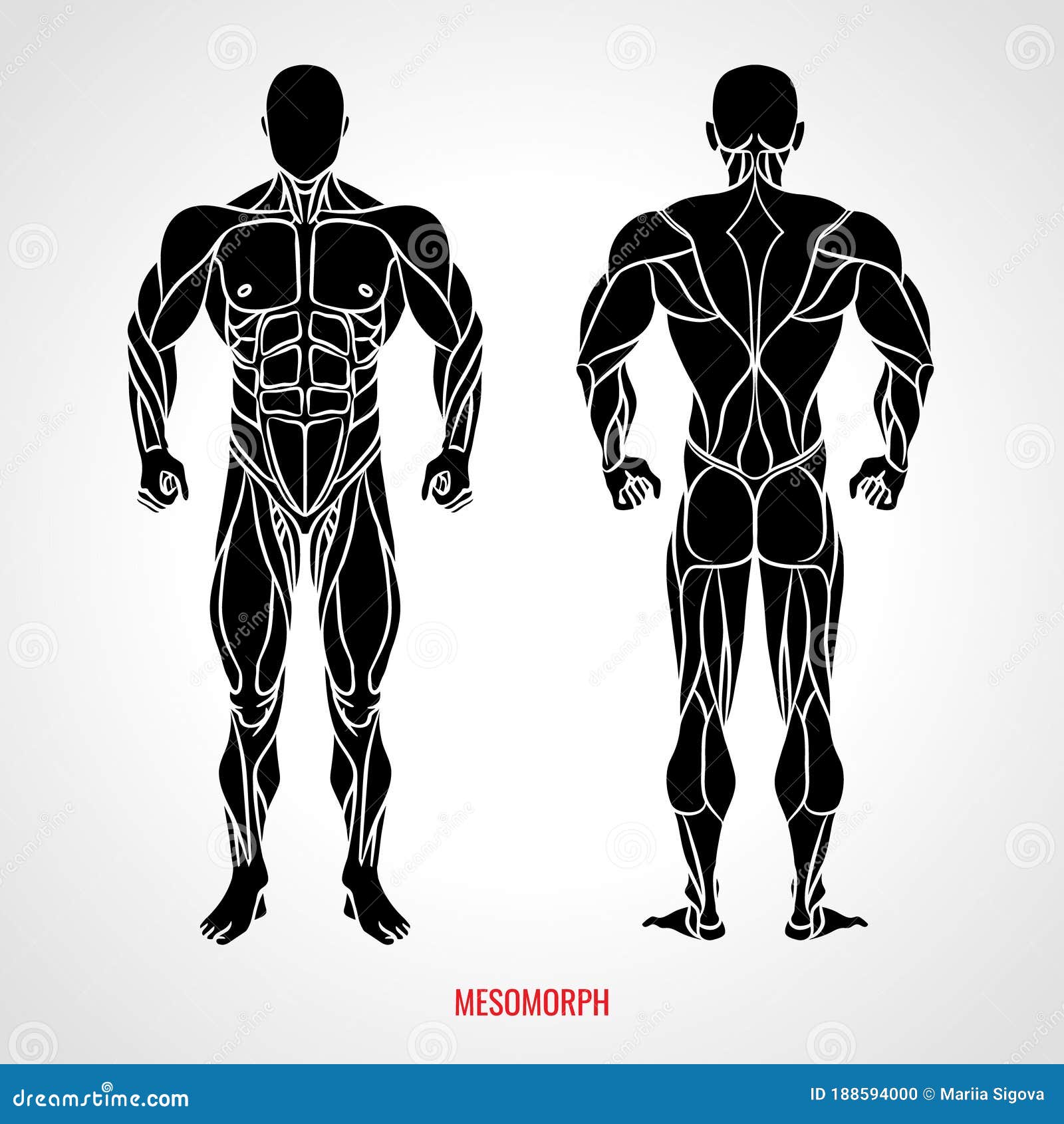 Body Type Ectomorph. Front And Back View. Vector Illustration ...