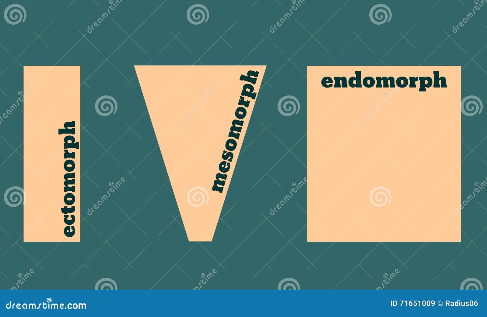 Body Types: Ectomorph, Mesomorph and Endomorph. Vector Illustration ...