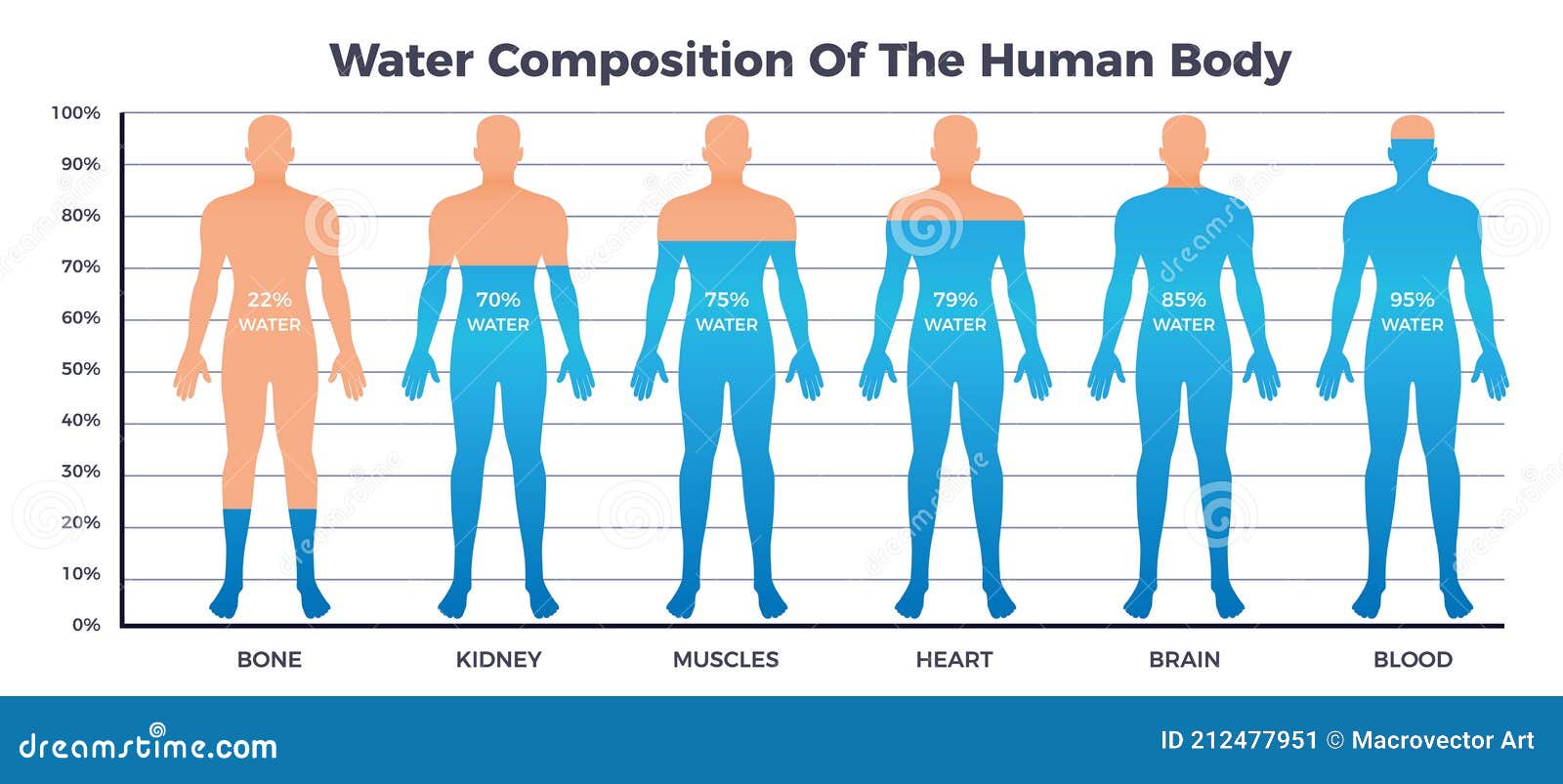 Body and Water Chart stock vector. Illustration of functions - 212477951 Body and Water Chart stock vector. Illustration of functions - 212477951