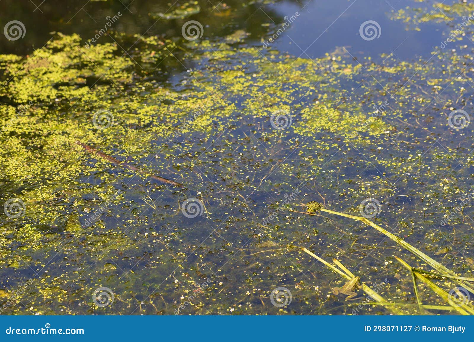 A Body of Water in a Swamp from Which Reeds Grow Stock Image - Image of ...