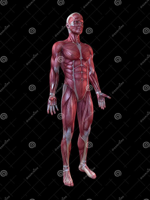 Bodybuilder anatomy stock illustration. Illustration of anatomic - 15435086