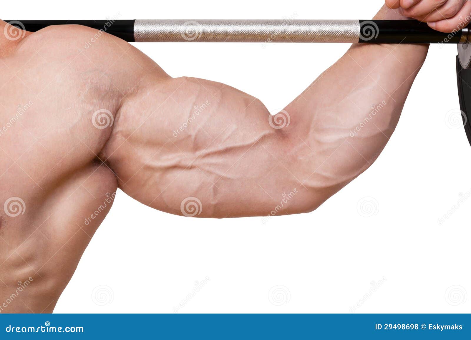 Bodybuilder biceps detail. stock photo. Image of human - 29498698