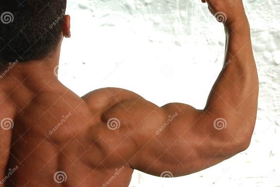 Bodybuilder flexing arm stock photo. Image of sweats, power - 9438704