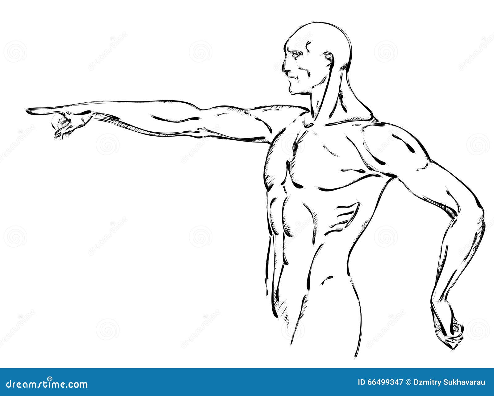 Bodybuilder. Strong Muscular Man Stock Illustration - Illustration of ...