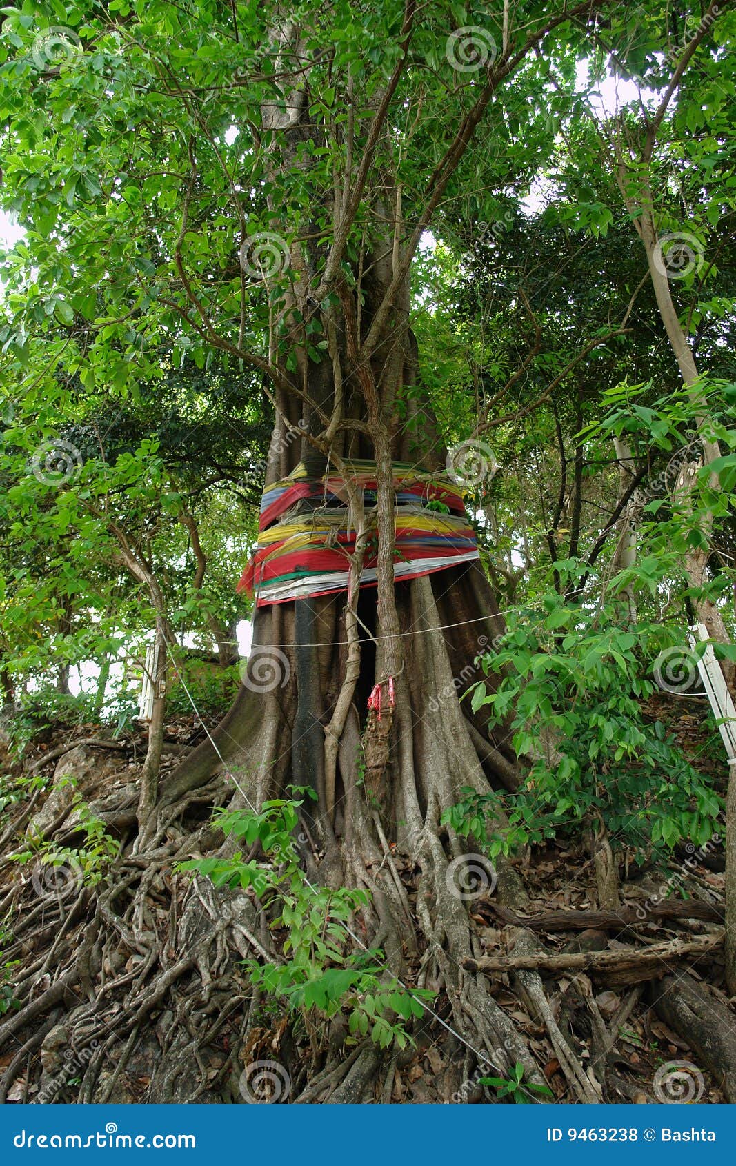 Boeddhistische Heilige Boom Stock Foto - Image of magisch, mediteren ...