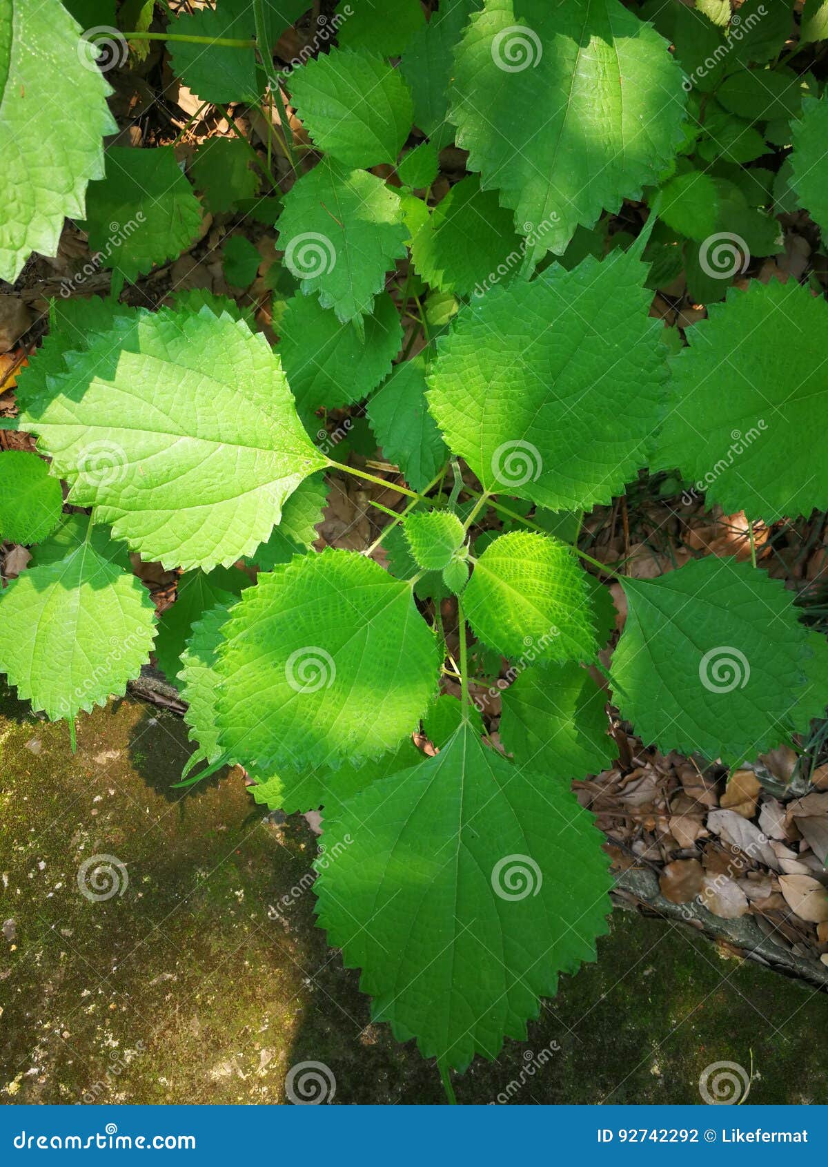 Boehmeria nivea Gaudich stock photo. Image of leaves - 92742292