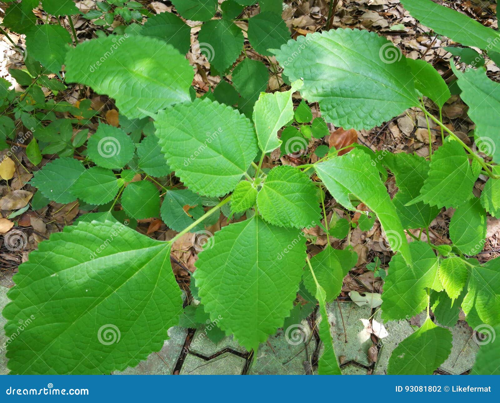 Boehmeria nivea Gaudich stock photo. Image of plants - 93081802