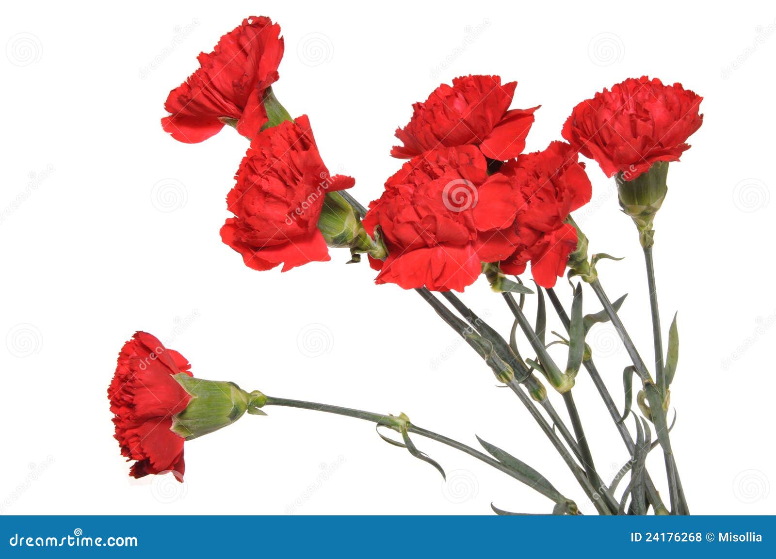 Boeket van anjers stock foto. Image of mooi, samenstelling - 24176268