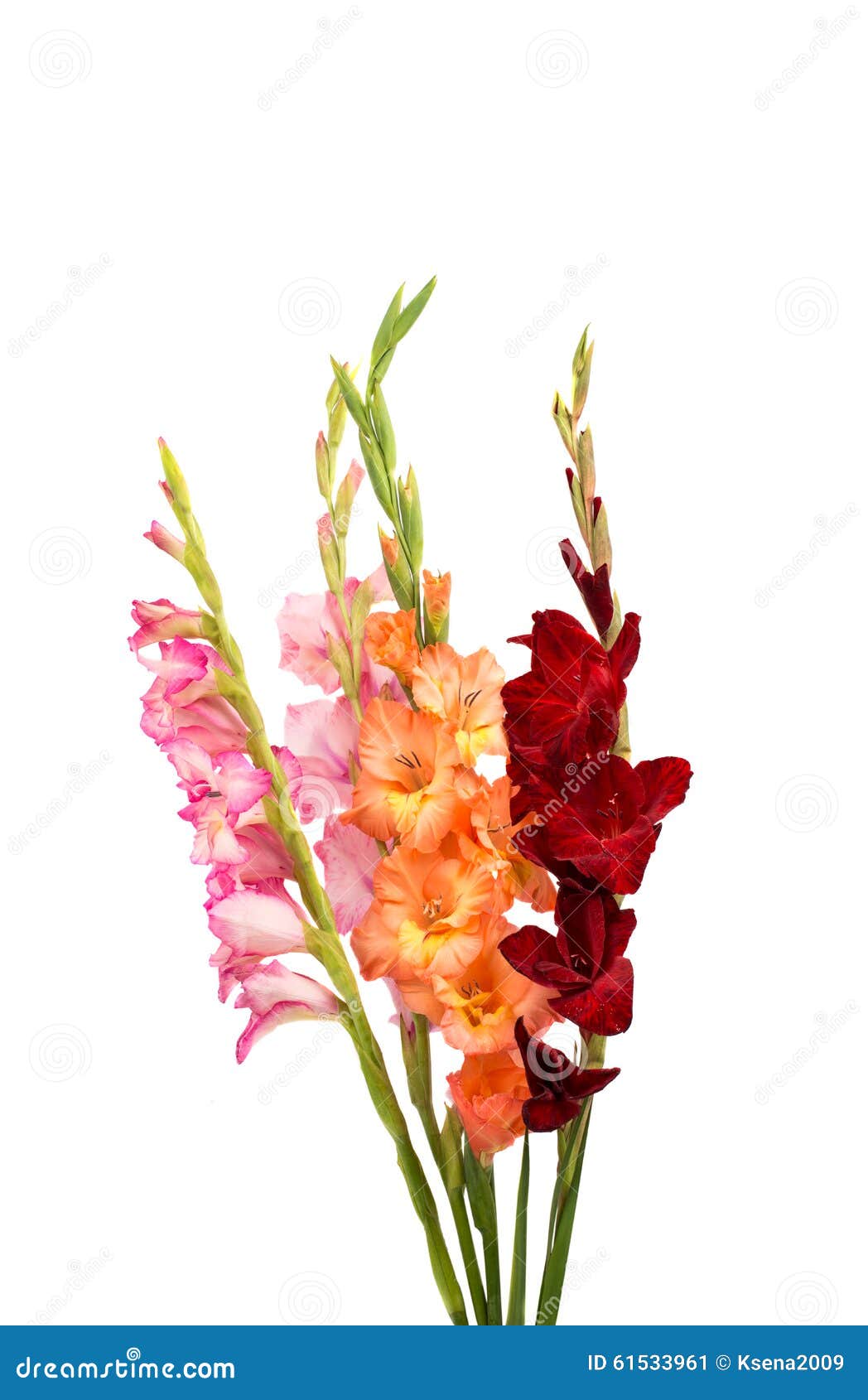 Boeket van Gladiolen stock afbeelding. Image of bloemen - 61533961