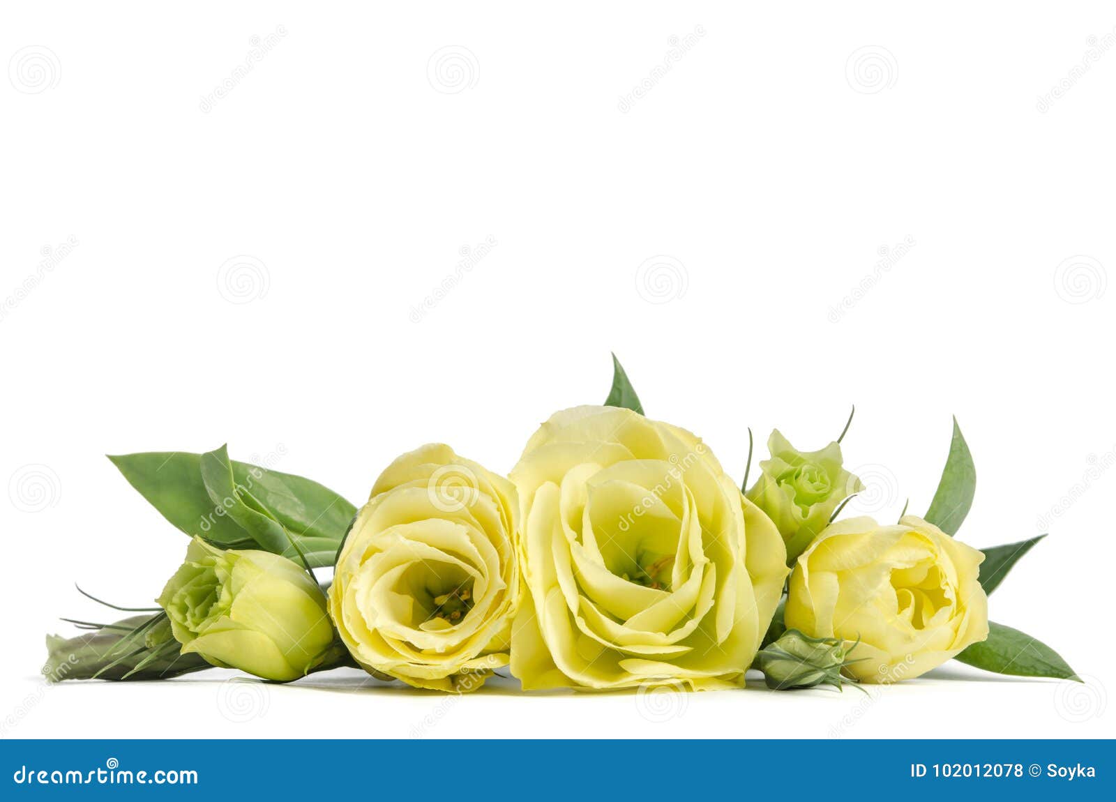 Boeket Van Groene Rozen Op Witte Achtergrond Stock Foto - Image of nave ...