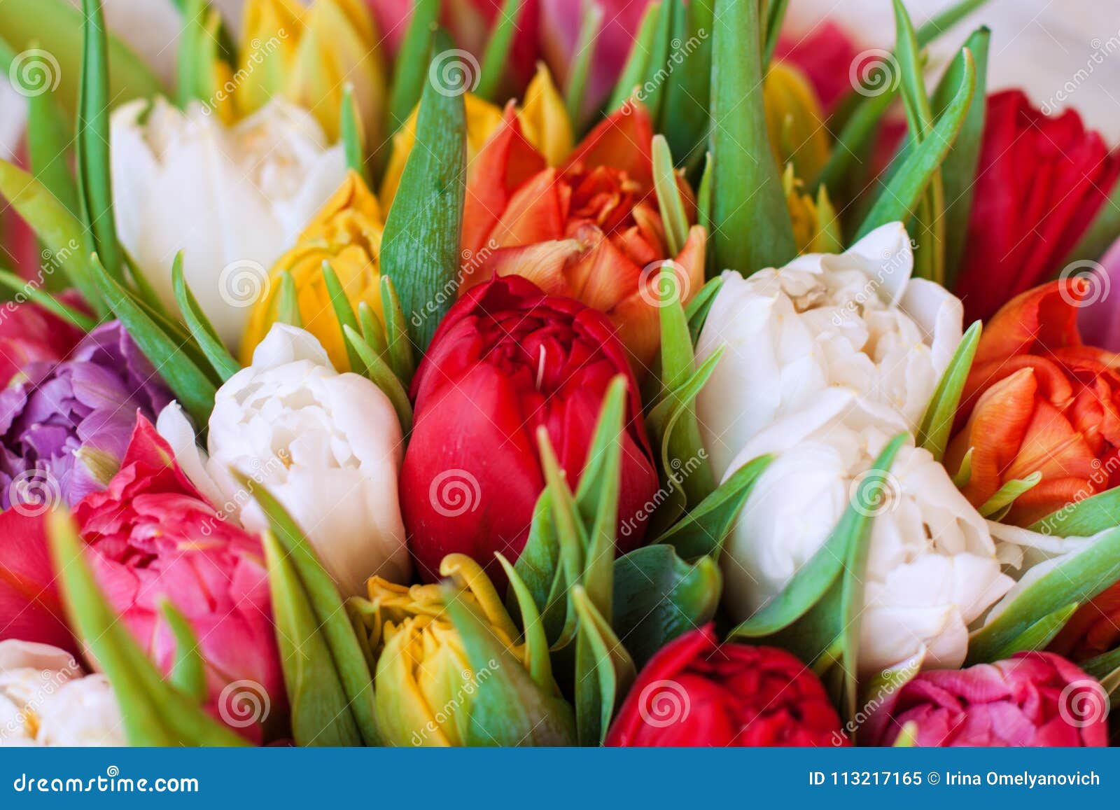 Boeket Van Multicolored Tulpen Stock Afbeelding - Image of ...