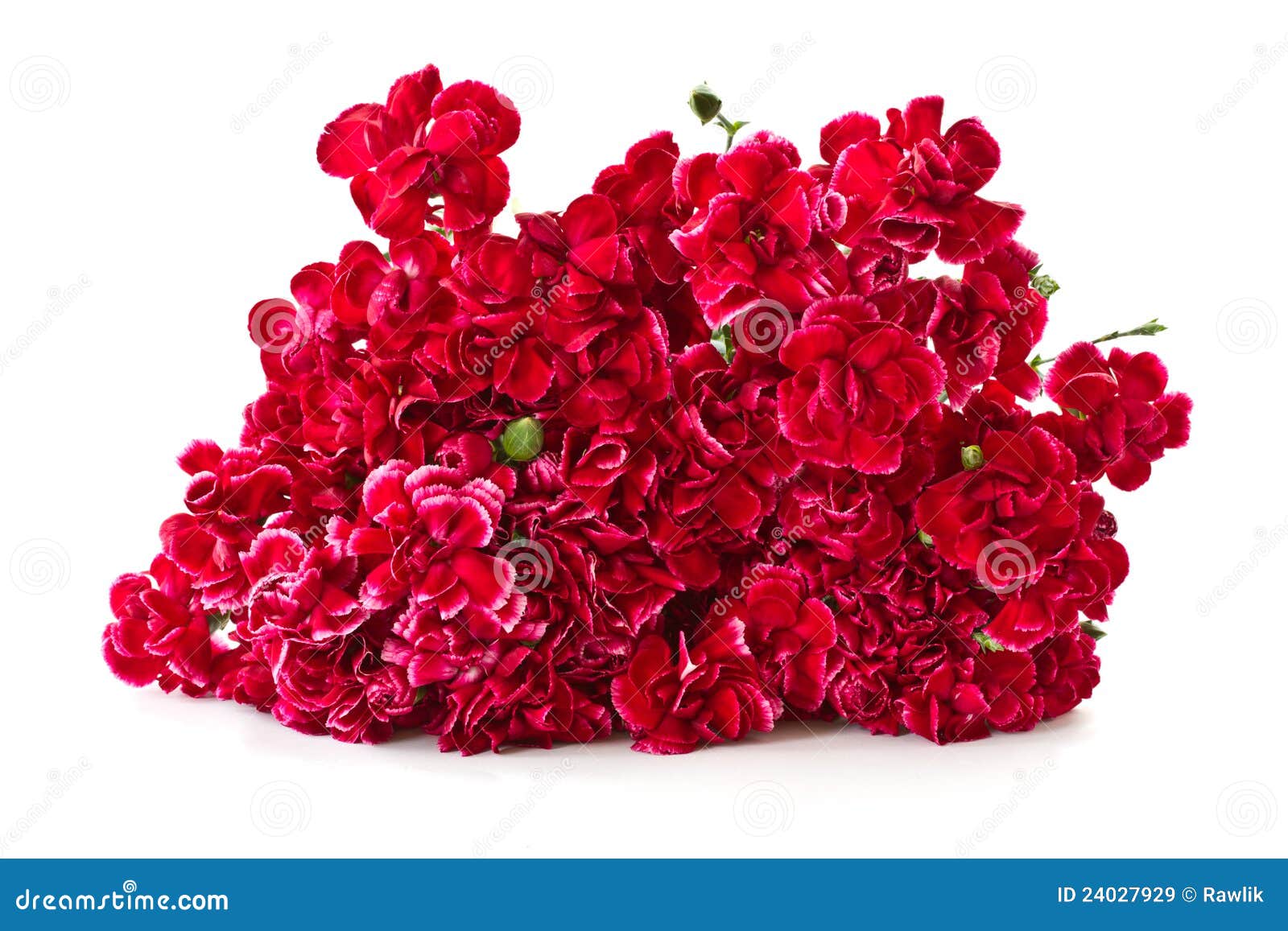 Boeket van rode anjers stock afbeelding. Image of bloeien - 24027929