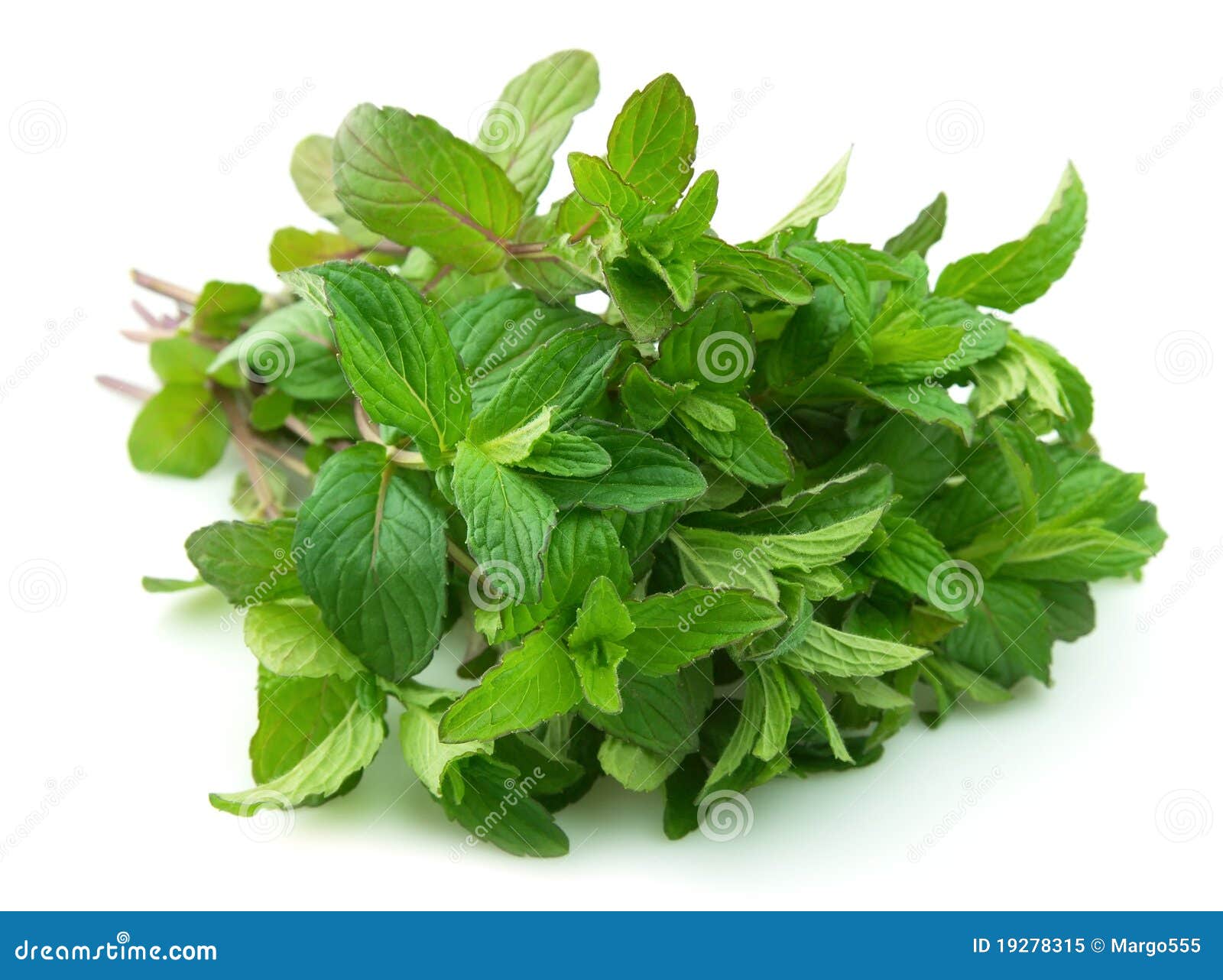 Boeket van verse munt stock afbeelding. Image of munt - 19278315