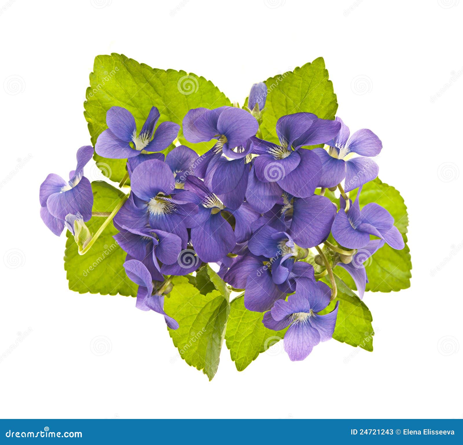 Boeket van viooltjes stock afbeelding. Image of viooltjes - 24721243